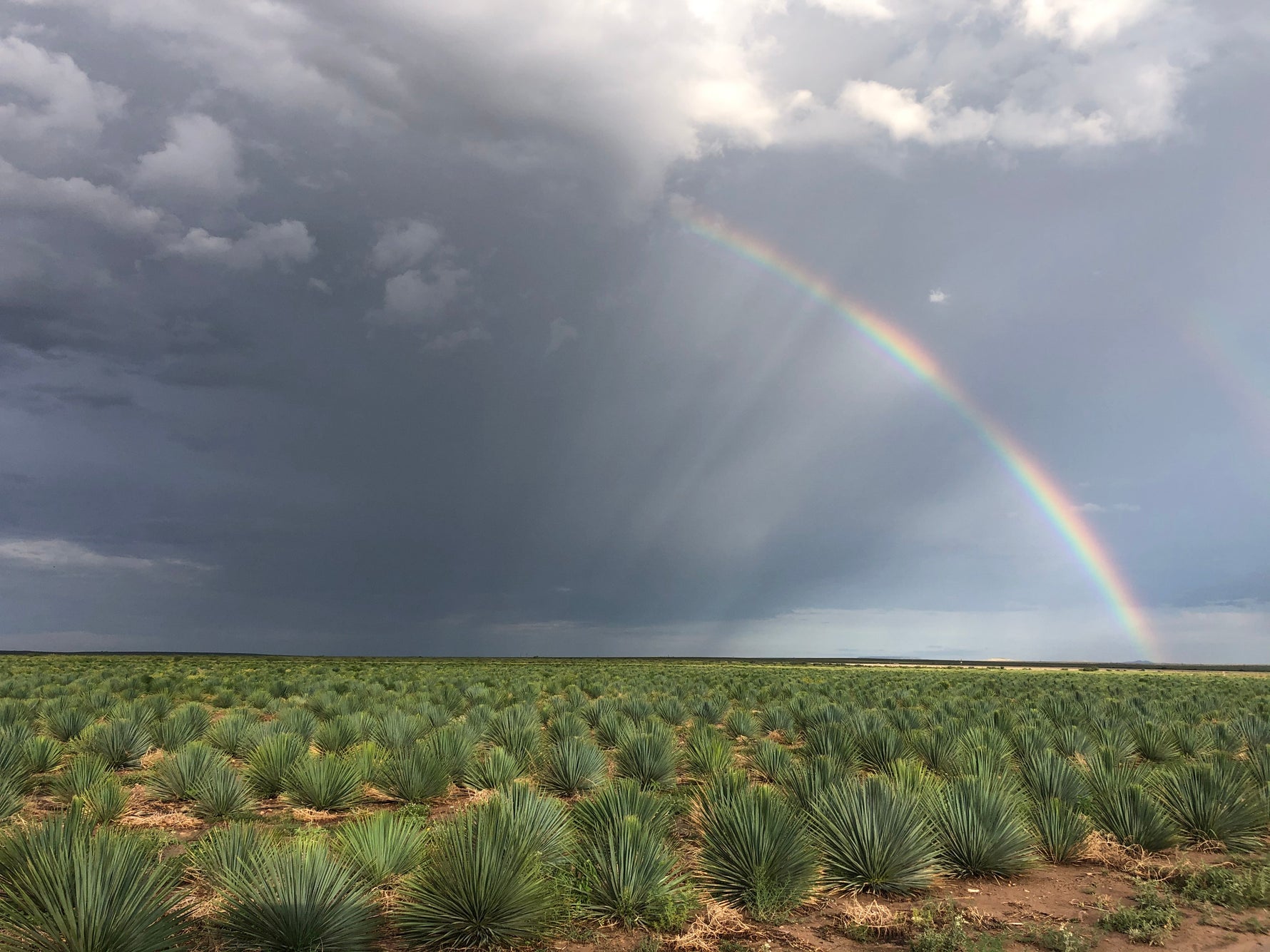 Large Yucca Plants Shipped Direct from Grower | Big Bend Yucca Co ...