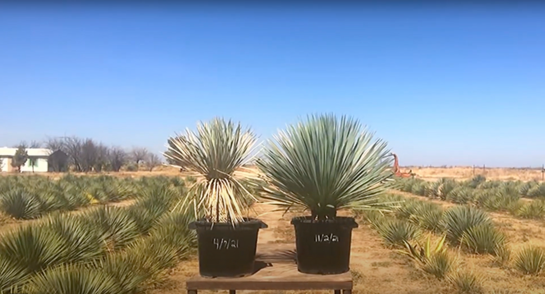 Large Yucca Plants Shipped Direct from Grower | Big Bend Yucca Co ...