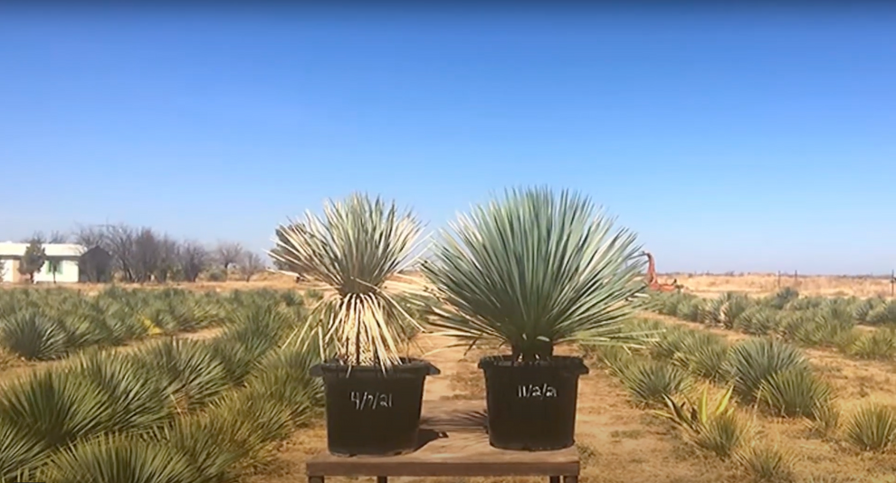 Large Yucca Plants Shipped Direct from Grower | Big Bend Yucca Co ...