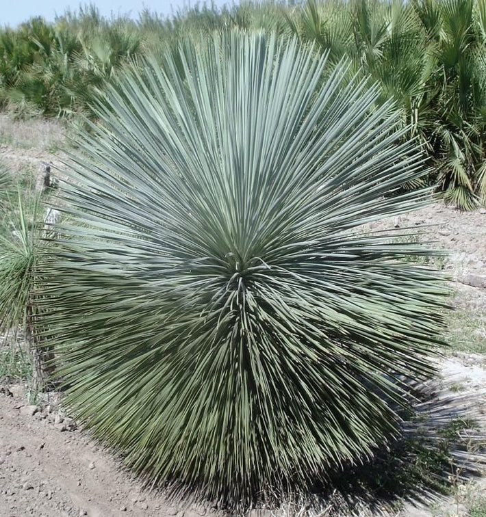 Large Yucca Plants Shipped Direct from Grower | Big Bend Yucca Co ...