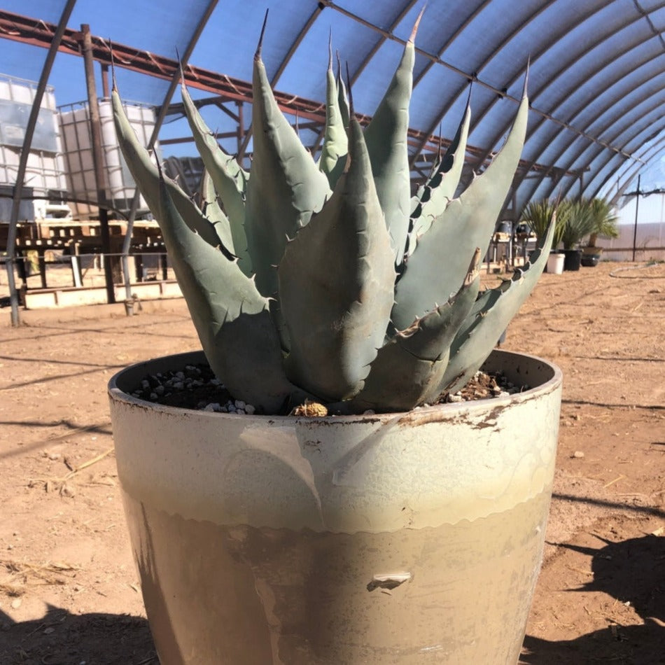 Large Yucca Plants Shipped Direct from Grower | Big Bend Yucca Co ...