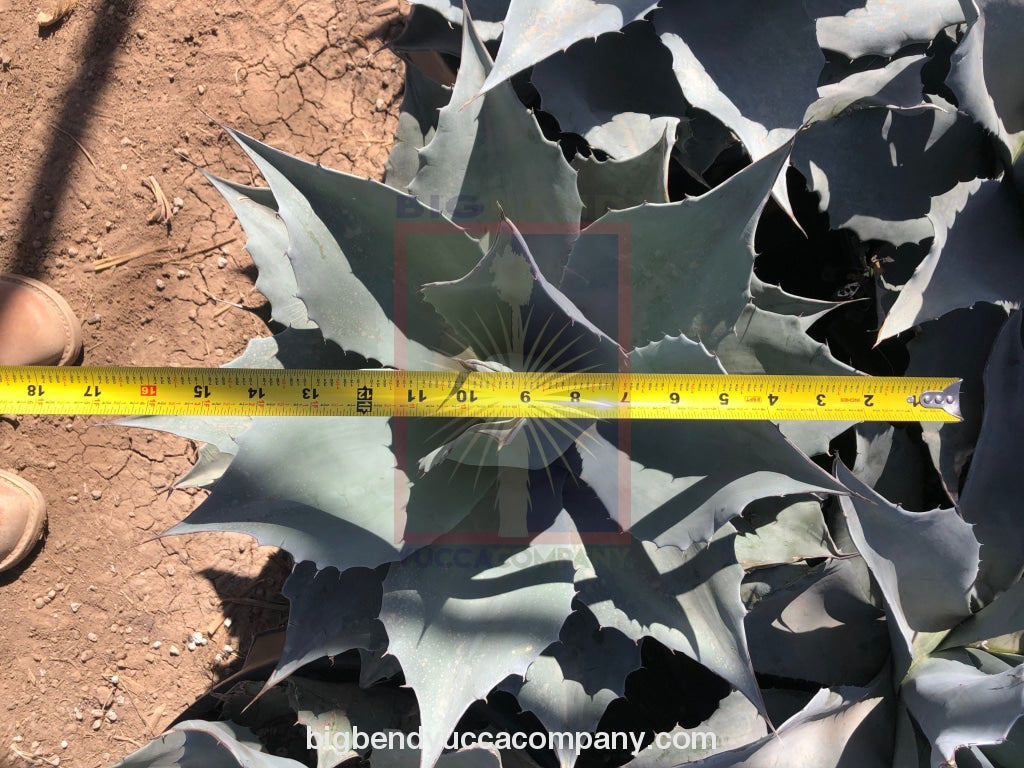 Agave ovatifolia 'Frosty Blue' Plant tissue culture – Big Bend Yucca ...
