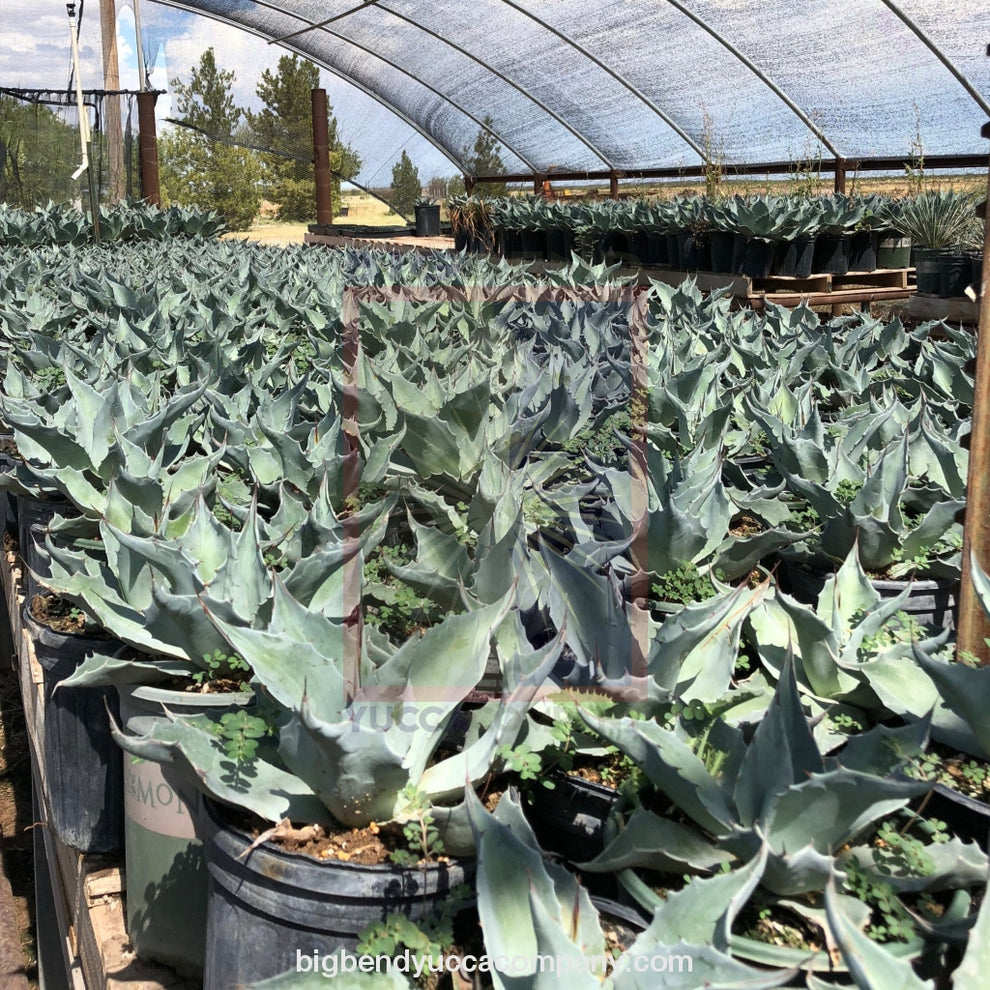 Agave ovatifolia 'Frosty Blue' Plant tissue culture – Big Bend Yucca ...