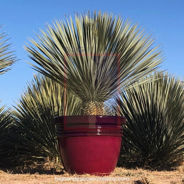 Large Yucca Plants Shipped Direct from Grower | Big Bend Yucca Co ...
