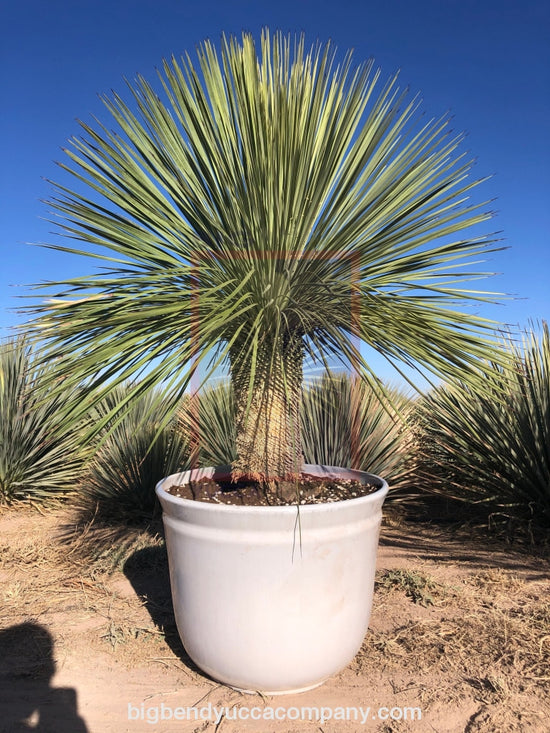 Yucca linerafolia 3'0'' Plant - Buy Online, ships direct from grower ...