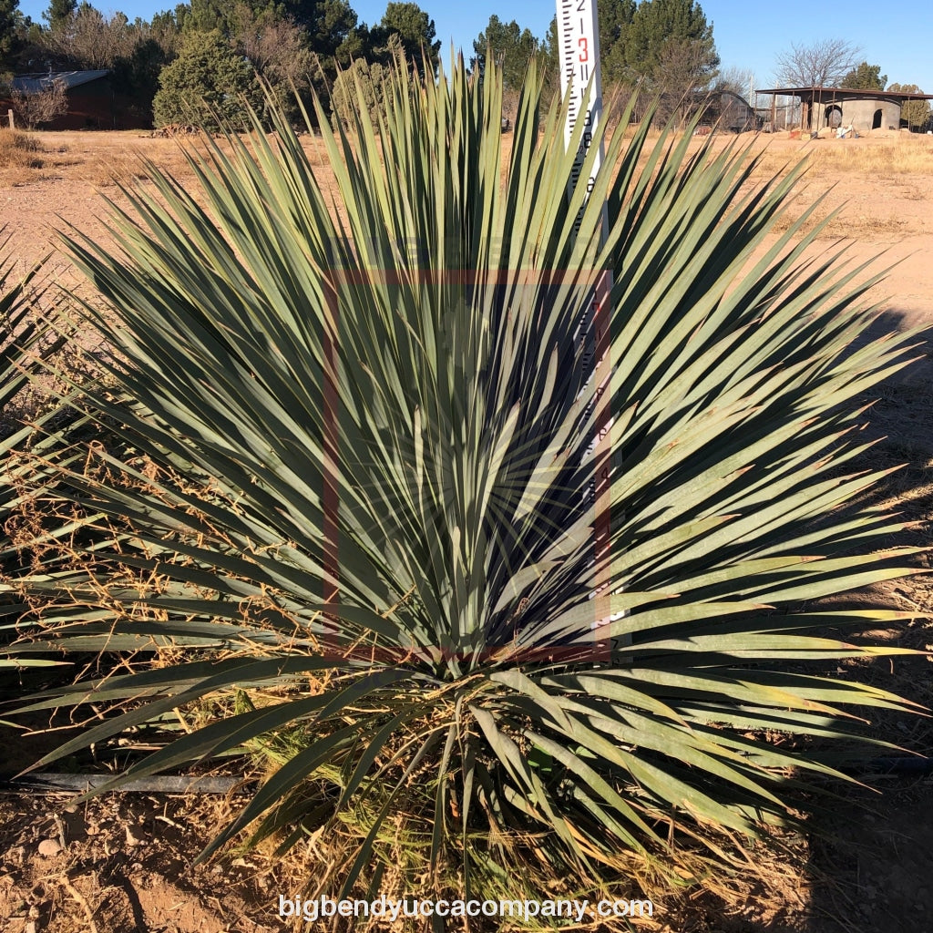 Yucca Trees - Delivered Direct from the Grower – Big Bend Yucca Company